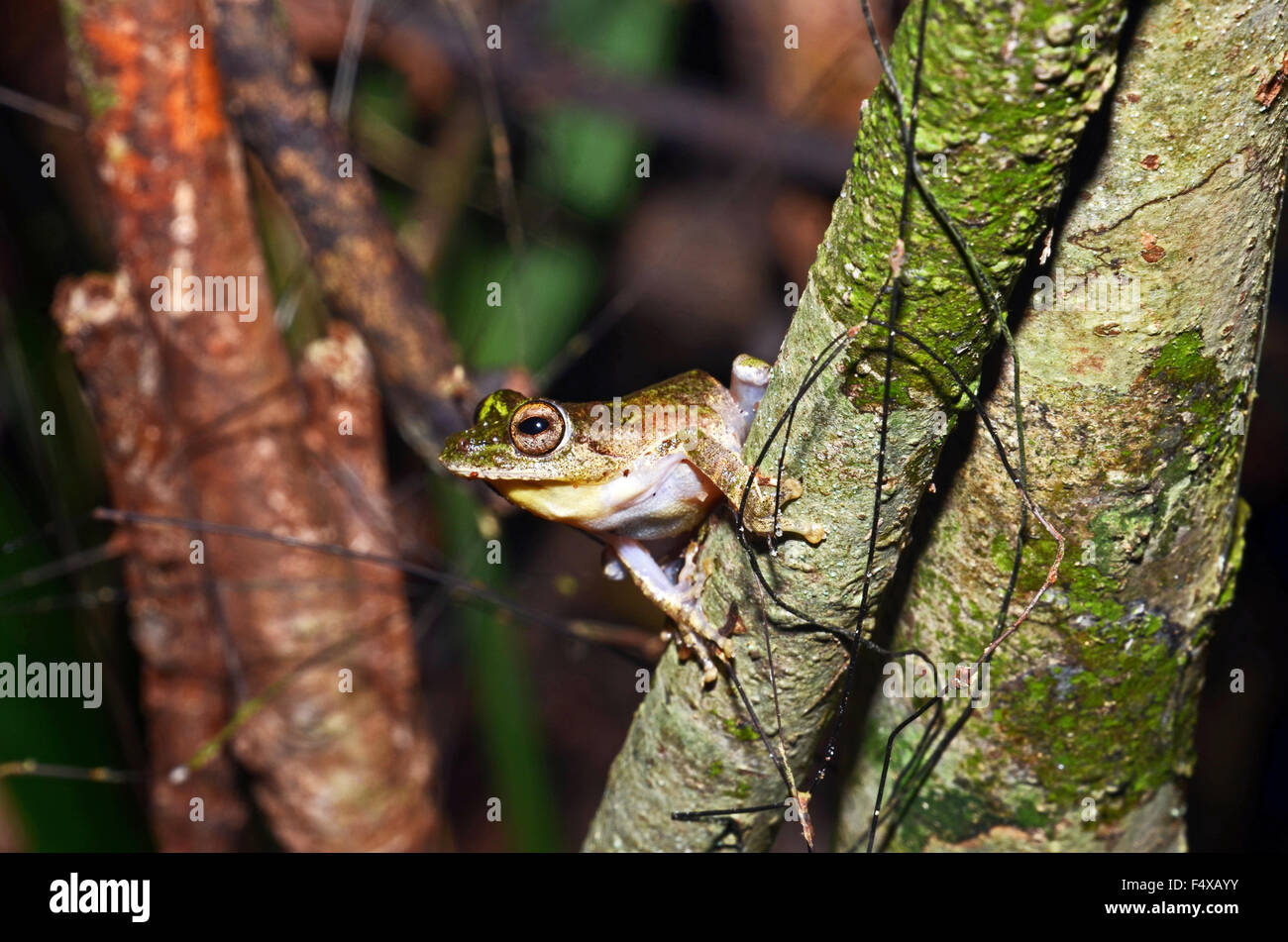 Tree frog, Kubah National Park, Malaysia Stock Photo - Alamy