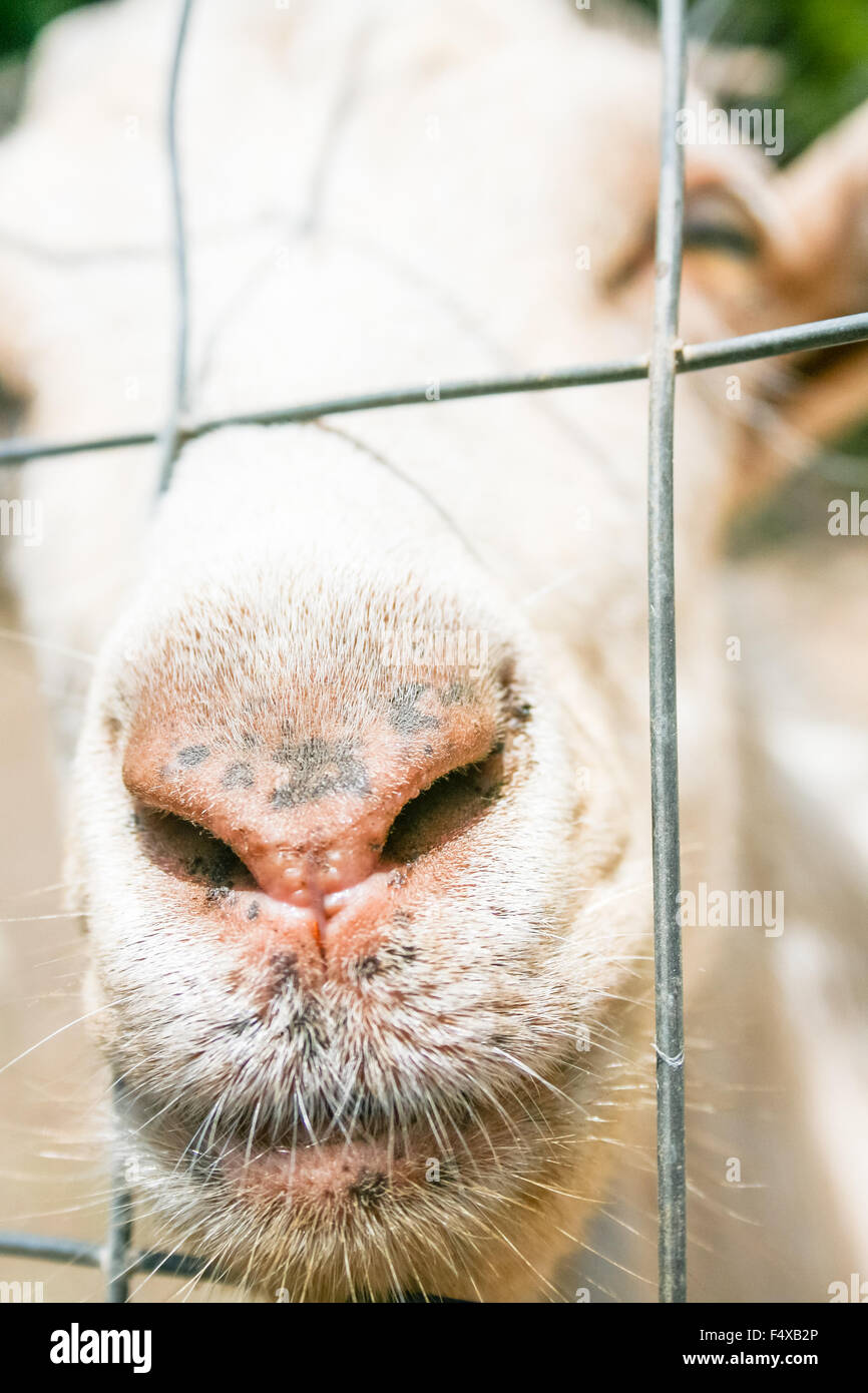 goat curious nose. A goat sniffs over the fence and asks for salt and ...