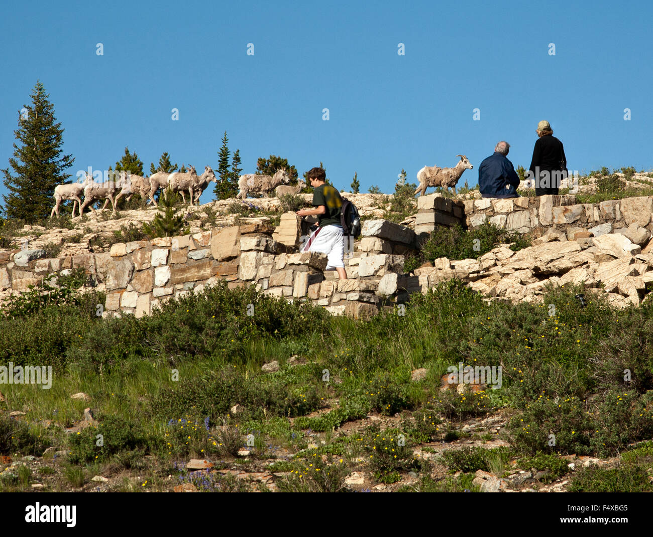 Mountain goats meander through most of the Many Glacier area, often ...