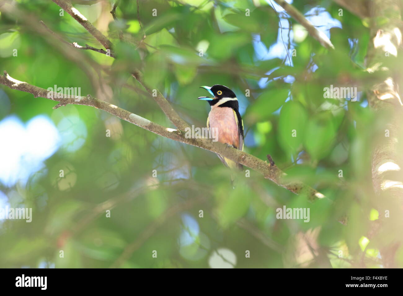 Black-and-yellow Broadbill (Eurylaimus ochromalus) in Taman Negara ...