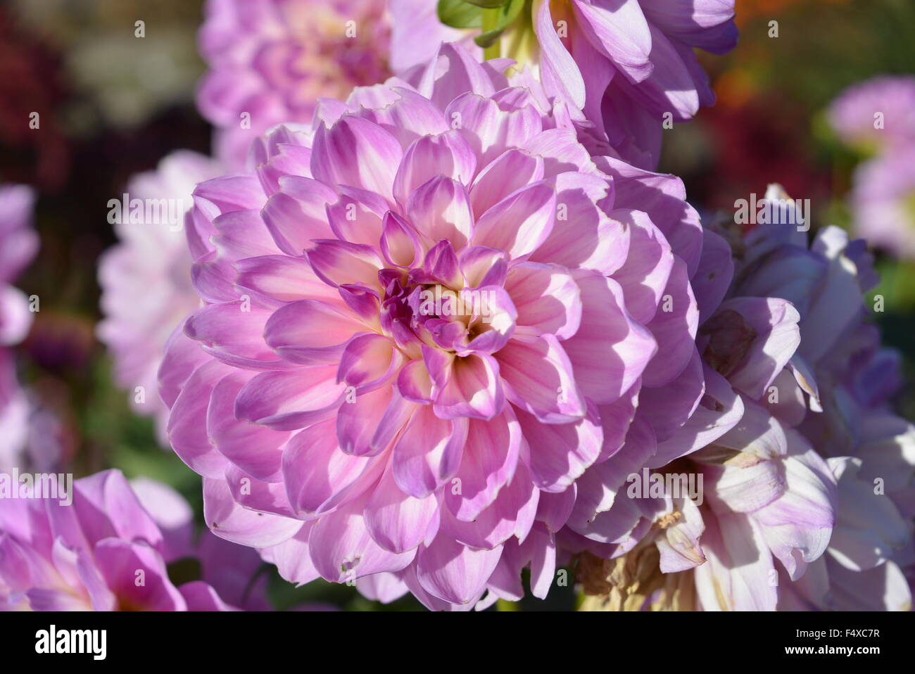 Beauty flower garden hi-res stock photography and images - Alamy