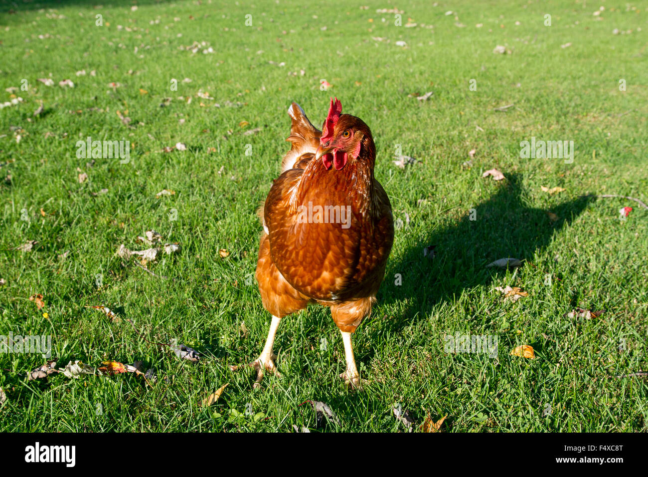 Hen chicken farmyard hi-res stock photography and images - Alamy