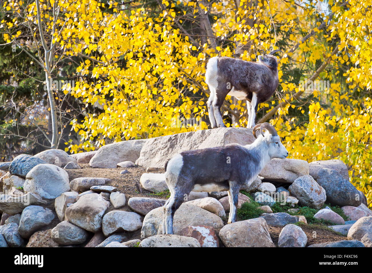 A pair of Dall Sheep, also known as Stone Sheep, gather upon a rocky ...