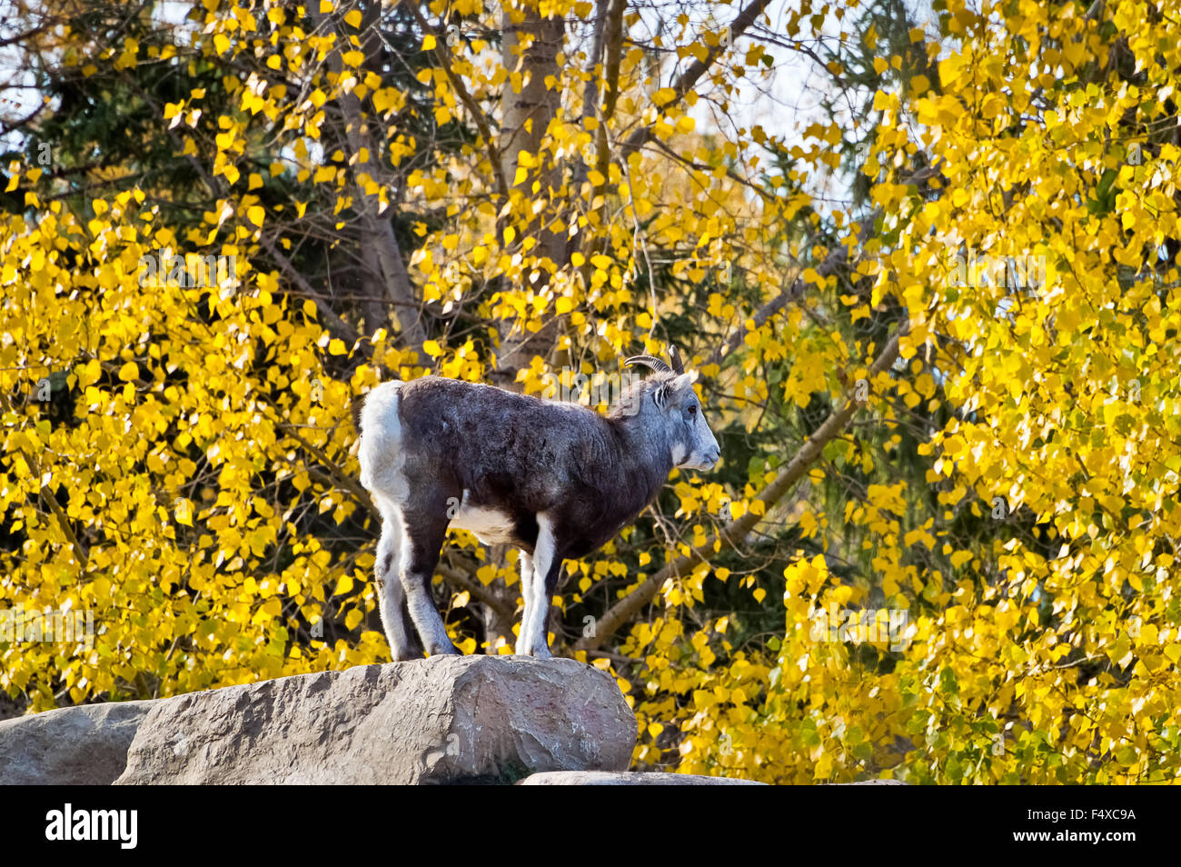 A Dall Sheep, also known as a Stone Sheep, stands watch upon a large ...