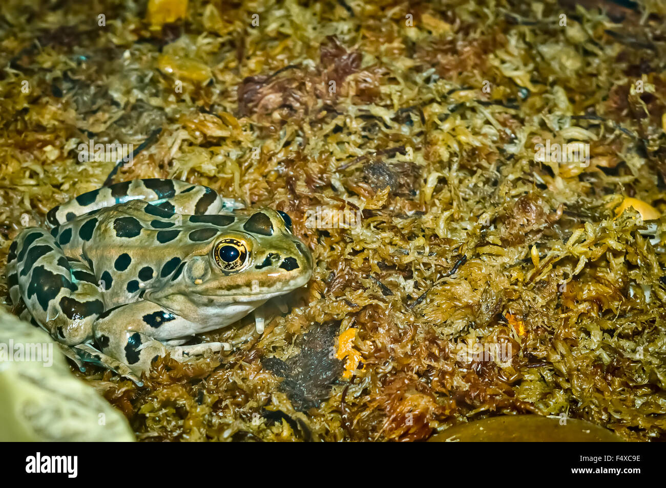 A close-up of the spotted leopard frog on a bed of moist moss Stock ...