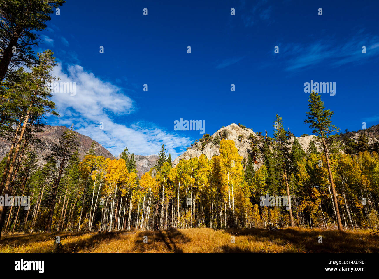 Fall Color along Highway 158 called the June Lake Loop in the Eastern ...
