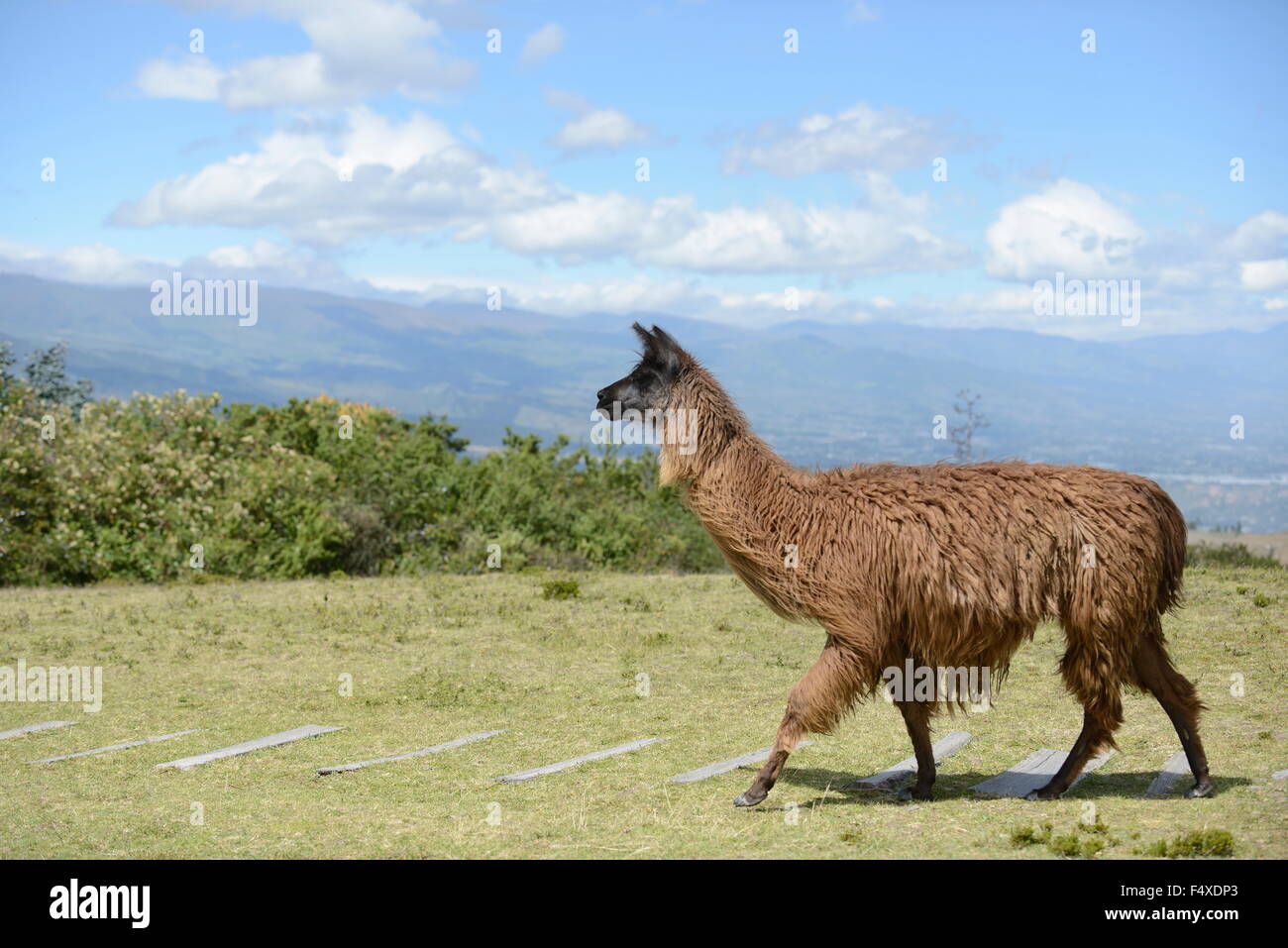 Lama picture hi-res stock photography and images - Alamy