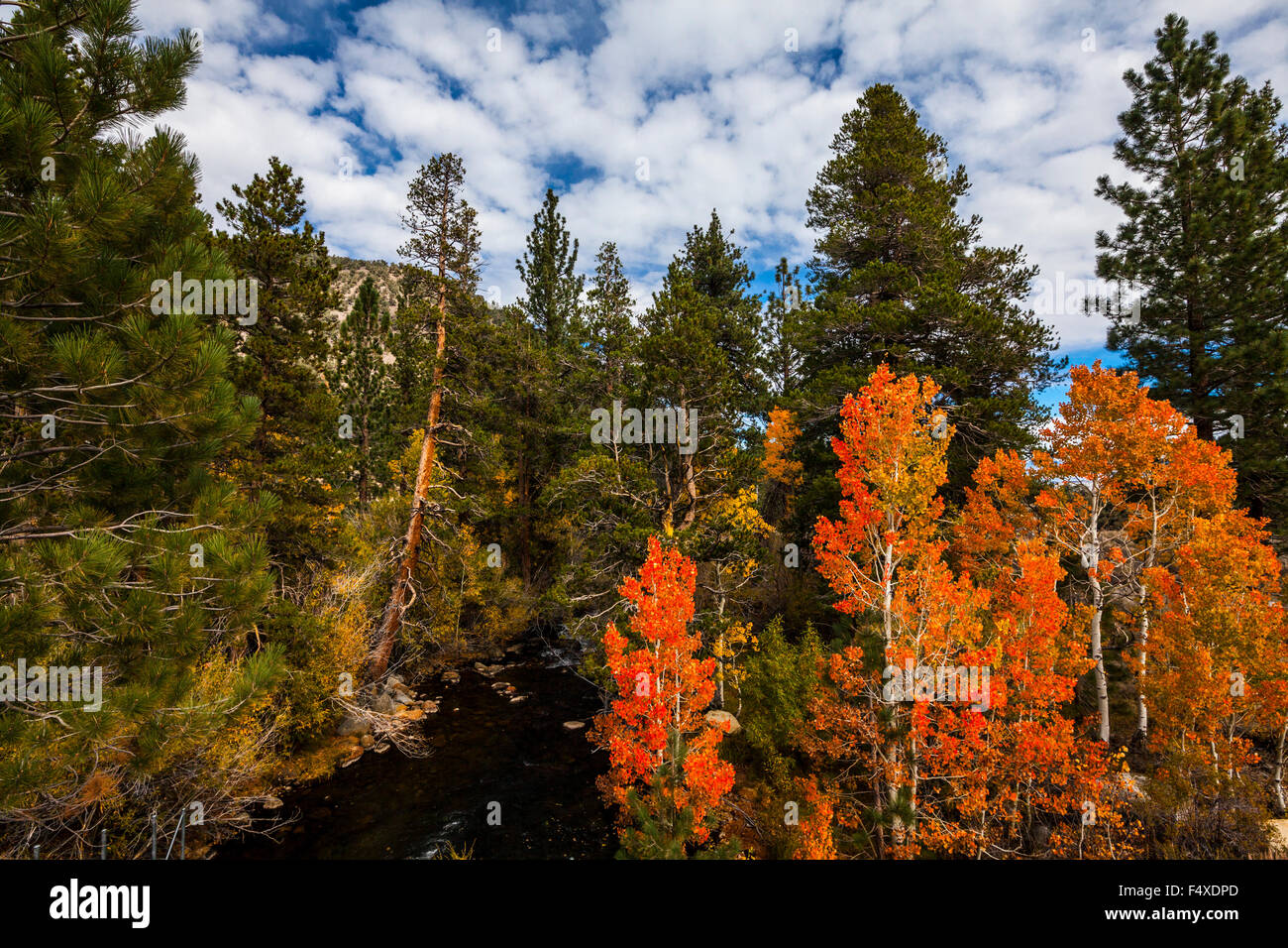Fall color along Lee Vining creek in the Tioga pass area of the Eastern ...