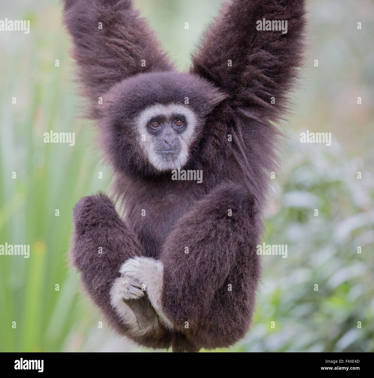 Gibbon swinging tree hi-res stock photography and images - Alamy