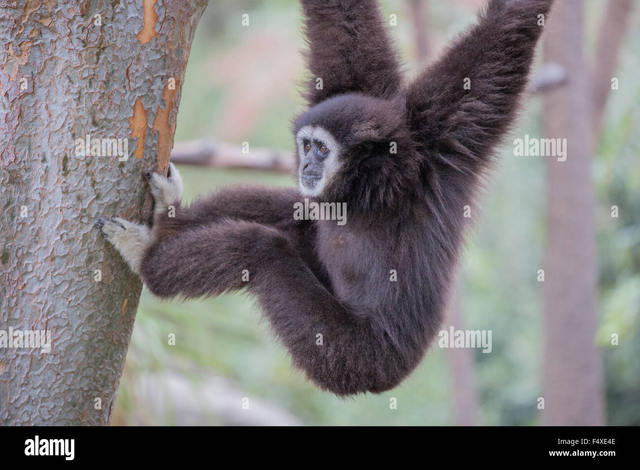 White Handed Gibbon (Hylobates lar Stock Photo - Alamy