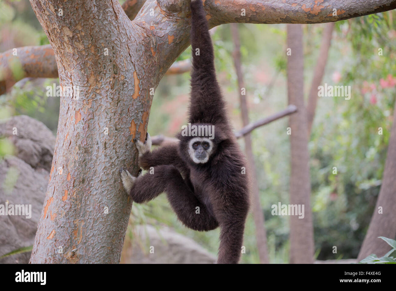 White Handed Gibbon (Hylobates lar Stock Photo - Alamy