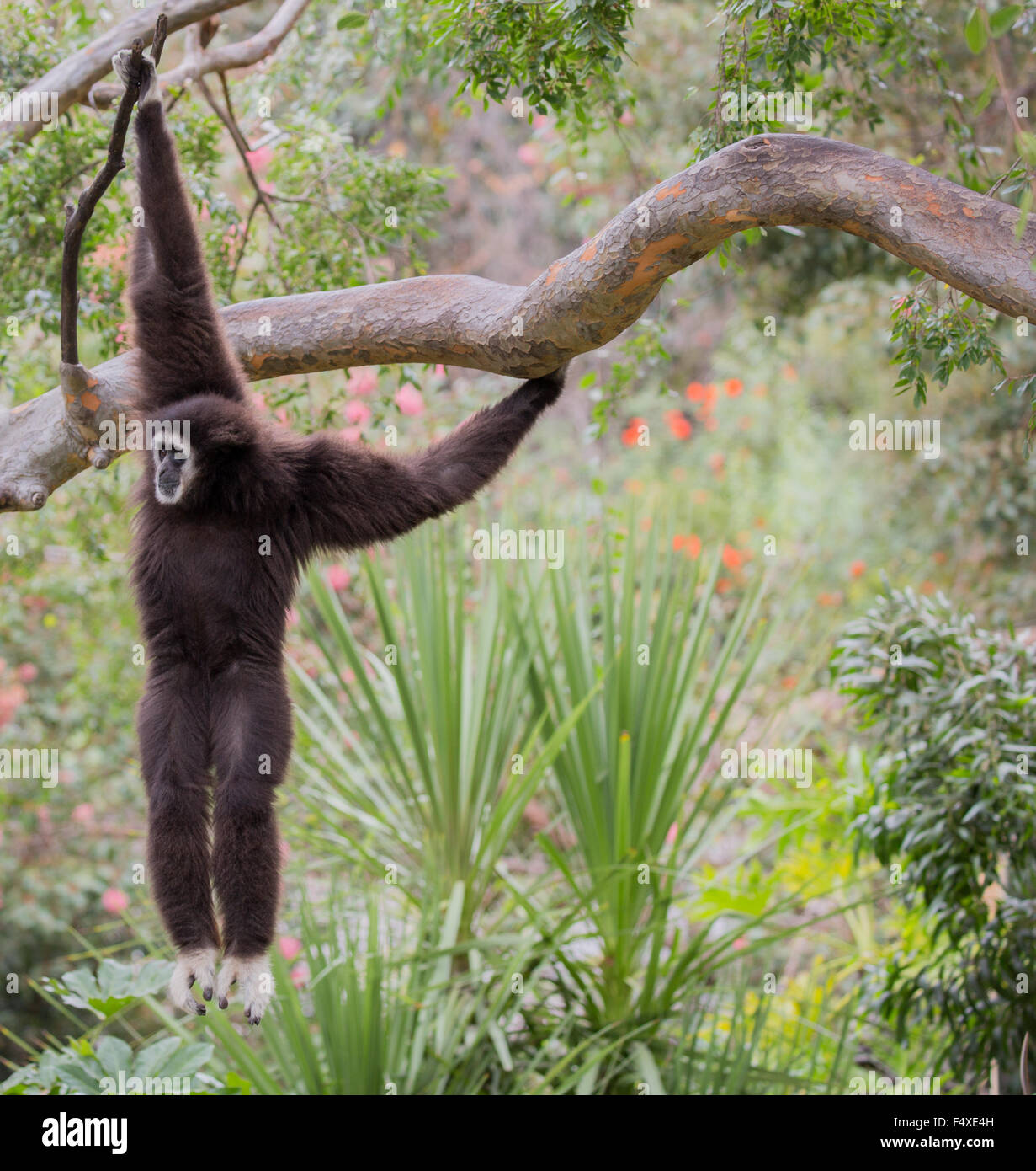Monkey swinging gibbon hi-res stock photography and images - Alamy