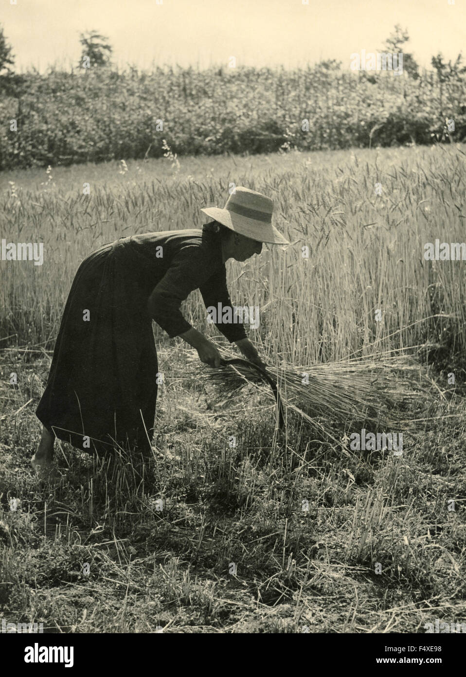 A peasant with straw hat picks up the wheat with a scythe, Italy Stock ...