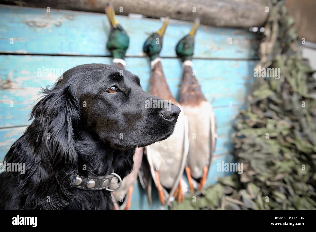 Portrait of the hunting English cocker spaniel with the mallard duck on ...