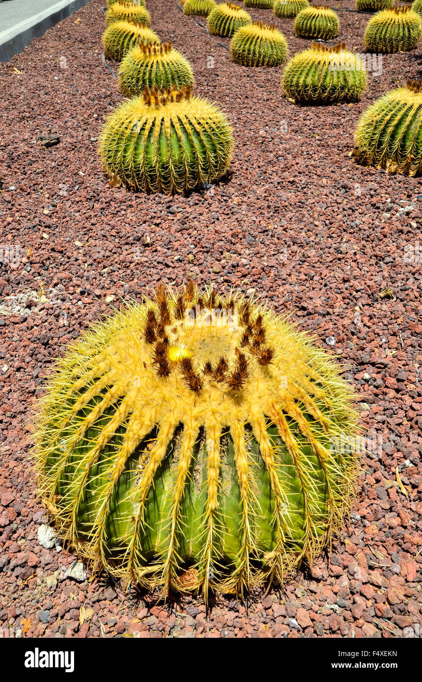 Round Succulent Plant Stock Photo - Alamy