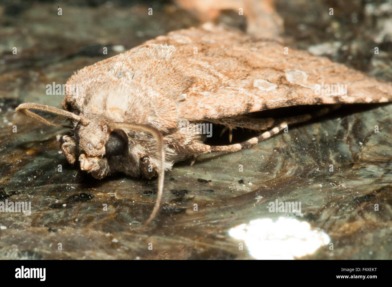 Night Insect Brown Moth Stock Photo - Alamy
