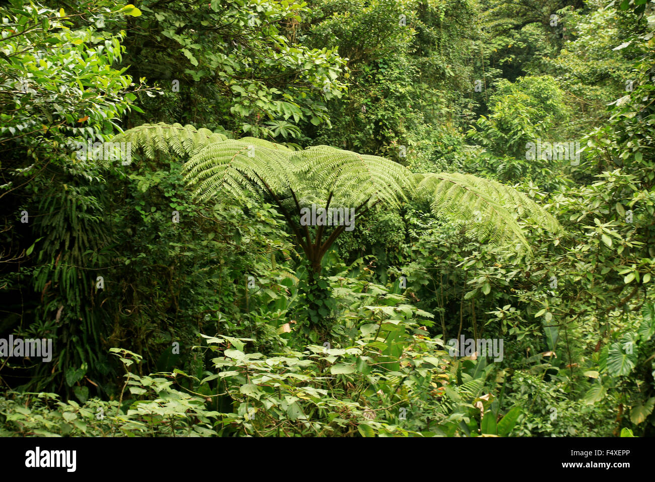 Nature scenery from hiking the Monteverde Cloud Forest rainforest in ...