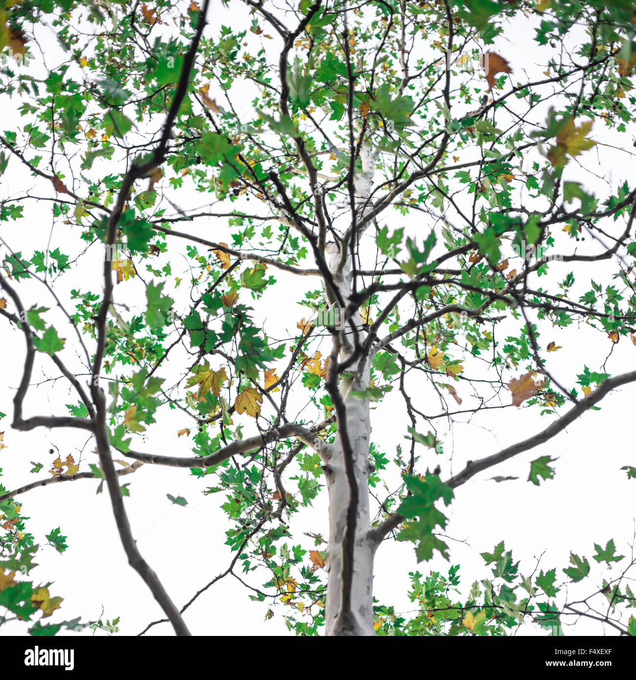 leaves of plane trees in the sunlight Stock Photo - Alamy