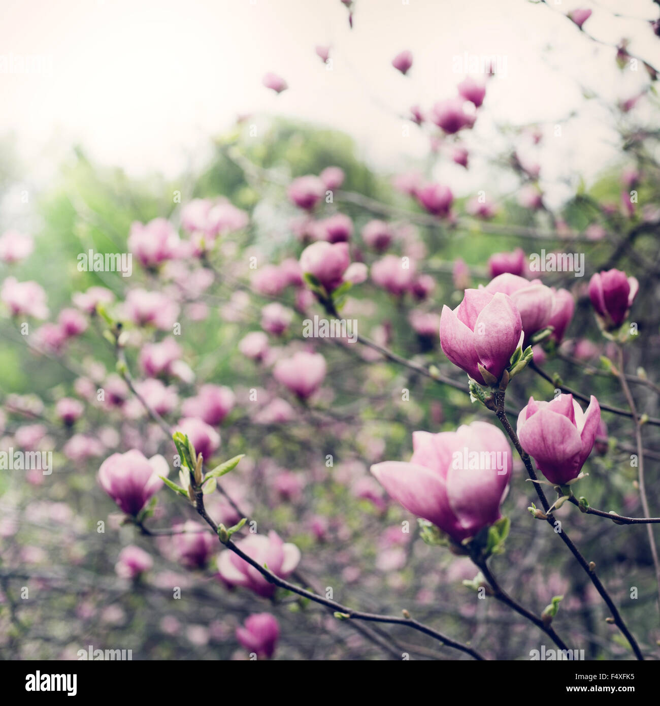 Pink magnolia tree blossom at the garden Stock Photo - Alamy