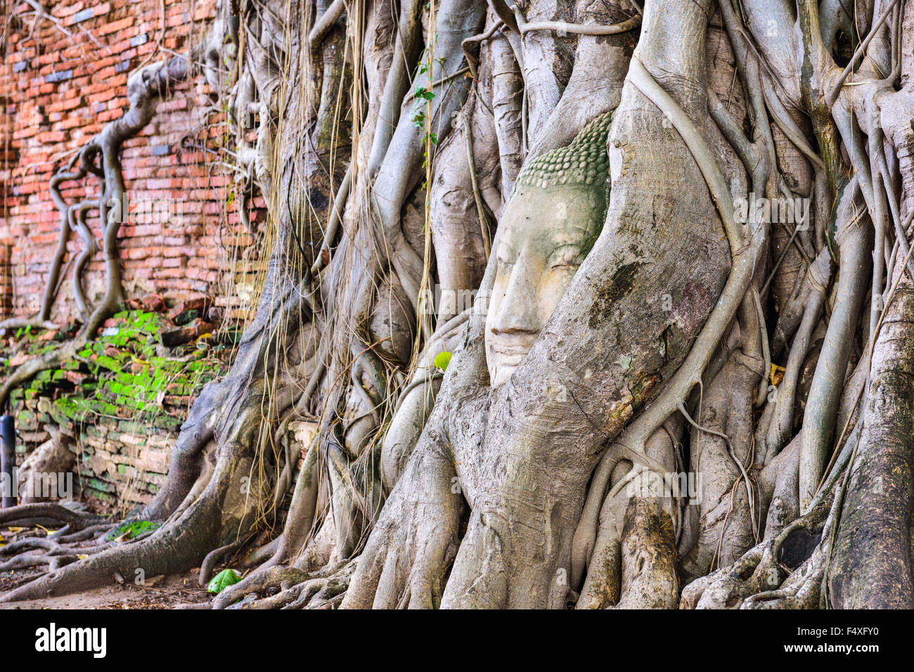 Buddha head in banyan tree roots at Wat Mahathat in Ayutthaya, Thailand ...