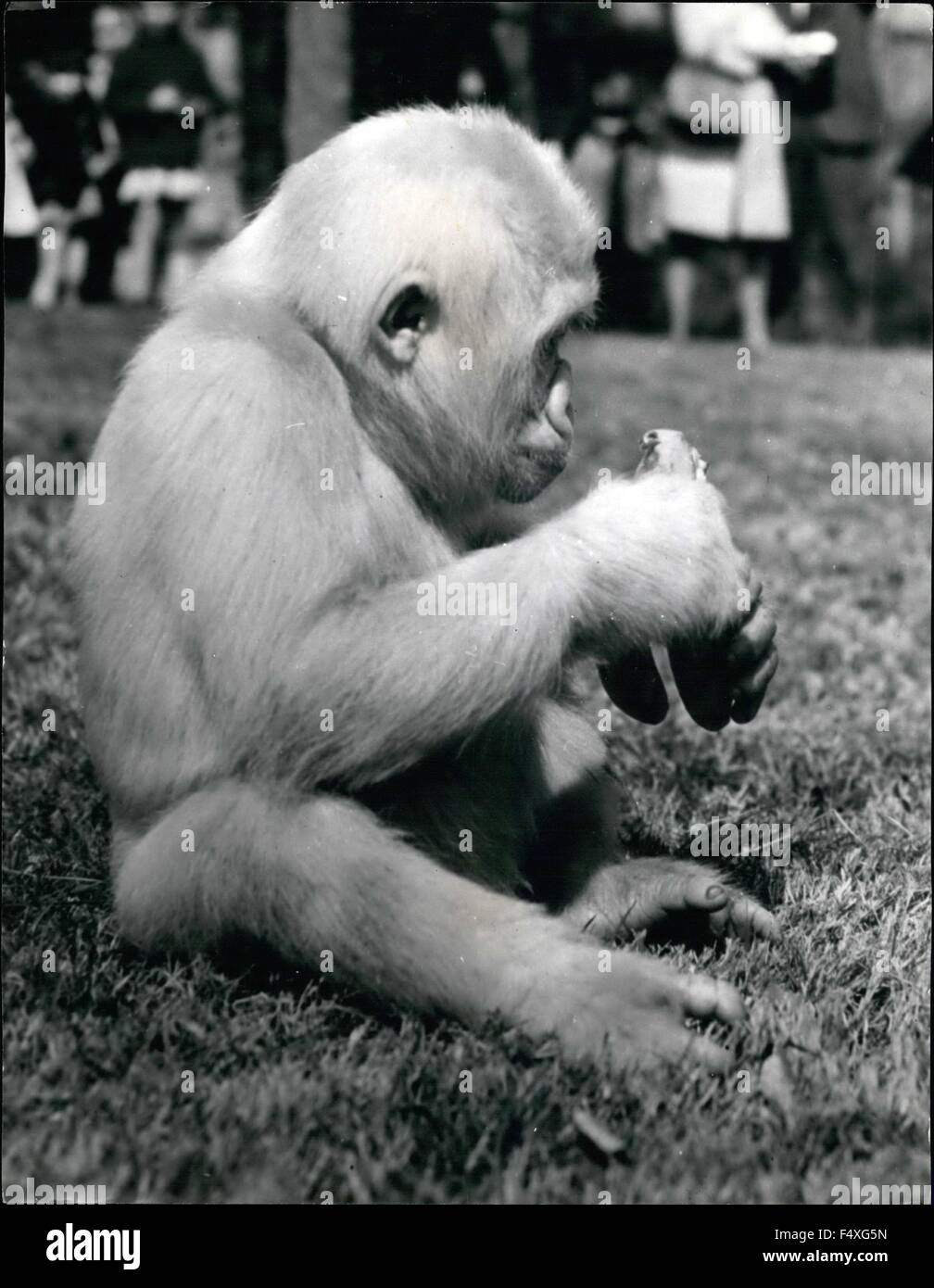 1968 - Wanted. A Wife For The Gorilla Of The Year: Before the year is ...