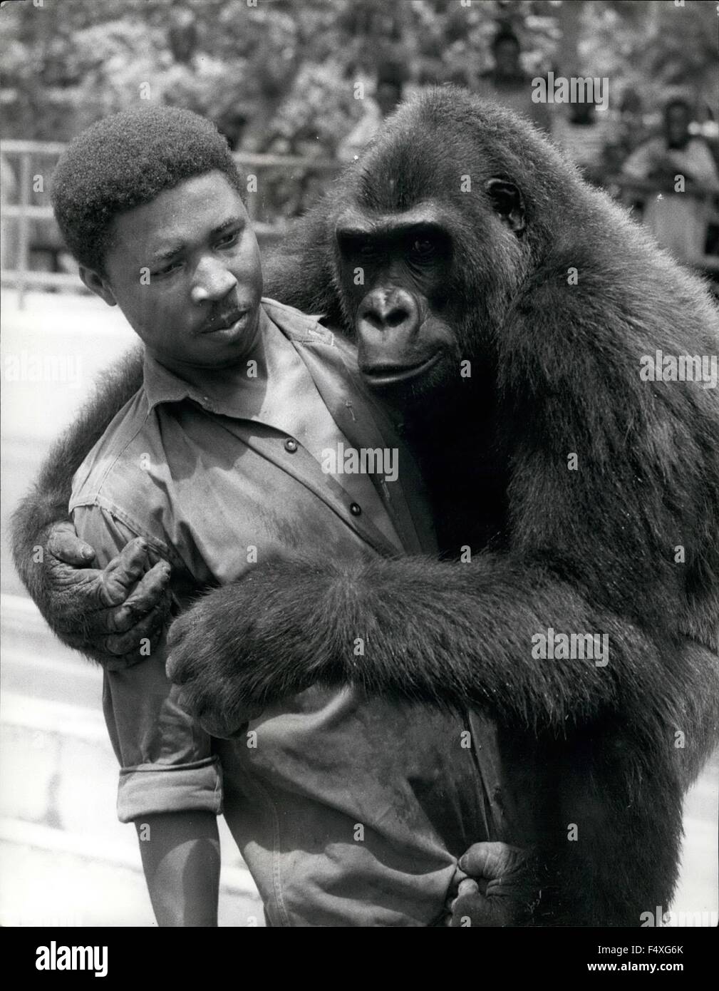 1968 - This is my very own Keeper. Gorilla © Keystone Pictures USA ...