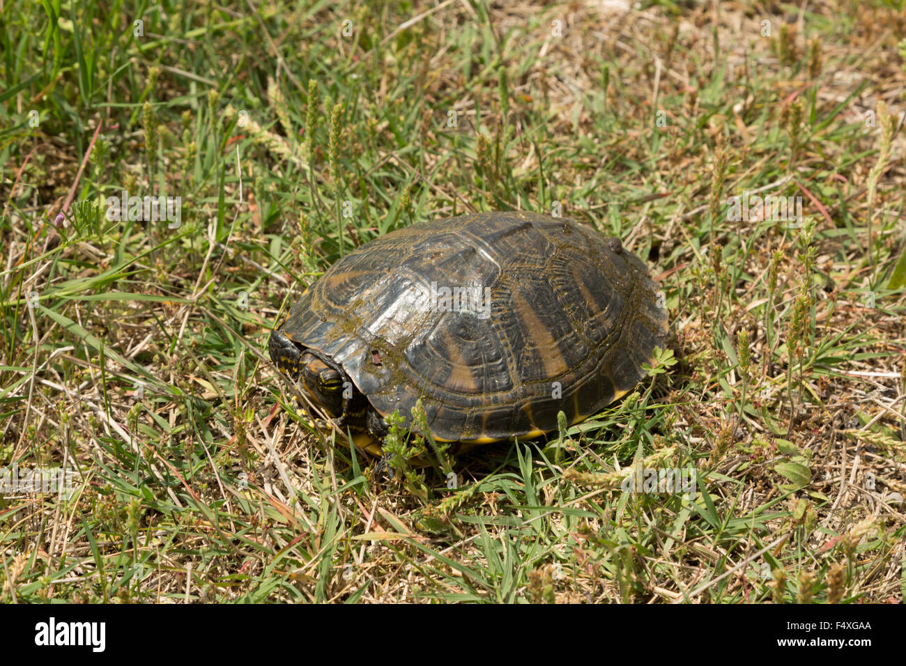 Turtle hiding in shell hi-res stock photography and images - Alamy