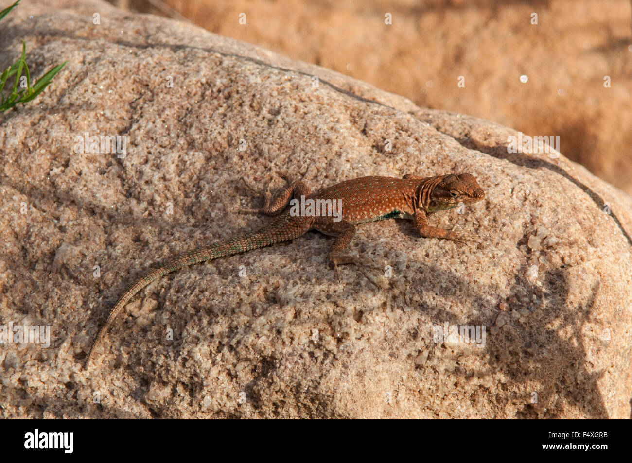 Northern Plateau Lizard, Sceloporus tristichus Stock Photo - Alamy