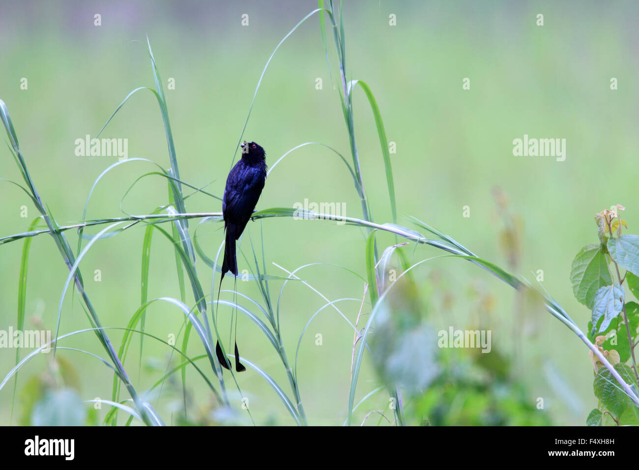 Greater racket-tailed drongo (Dicrurus paradiseus) in Malaysia Stock ...