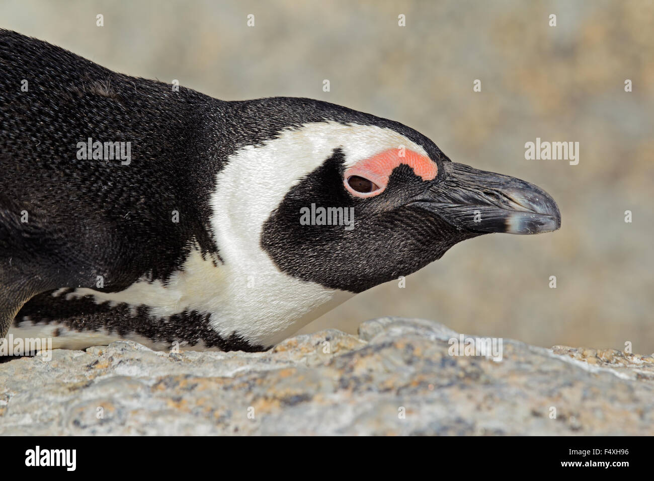 African endemic bird hi-res stock photography and images - Alamy