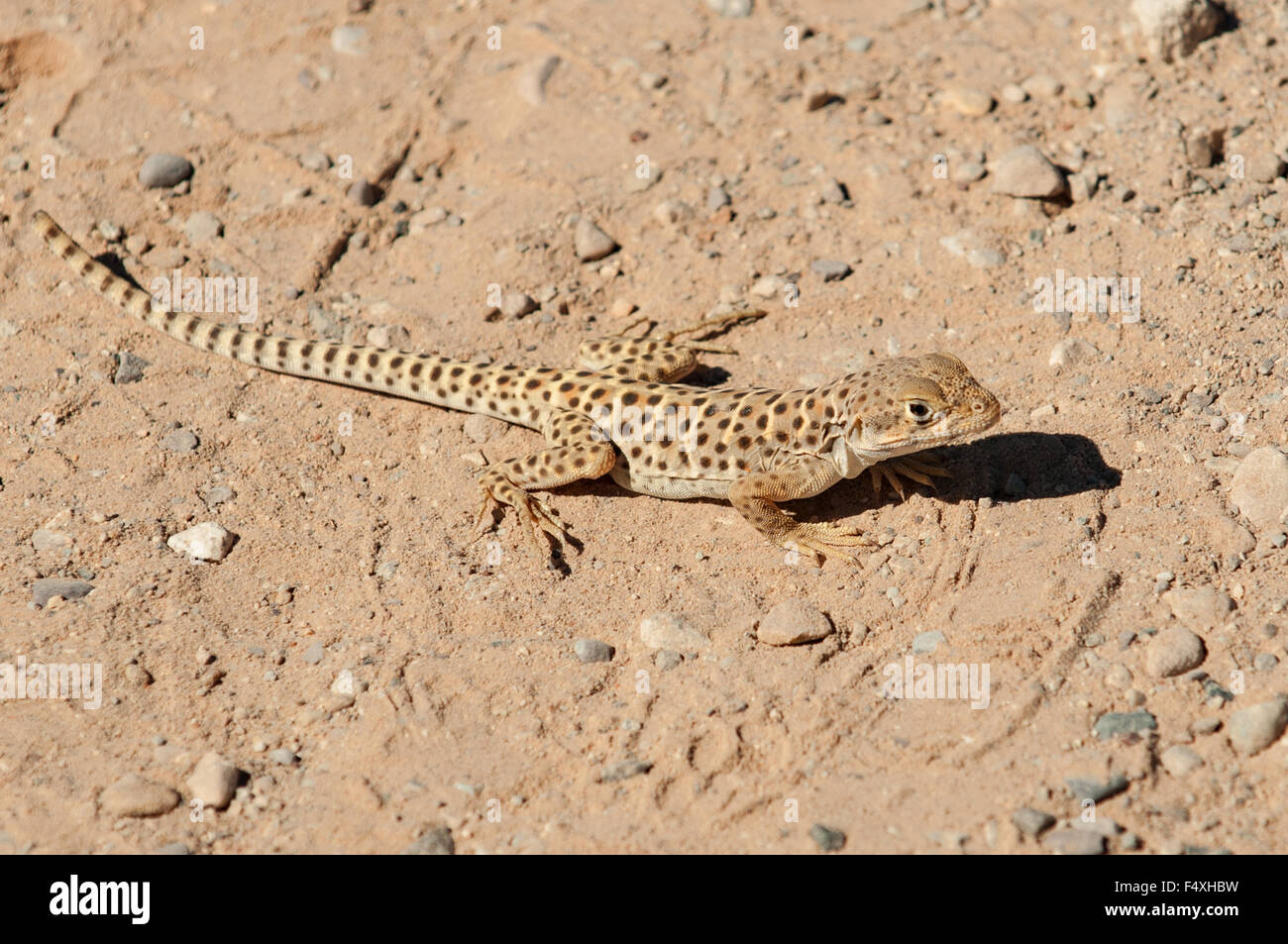 Long-nosed Leopard Lizard, Gambelia wislizenii, Arches NP, Utah, USA ...