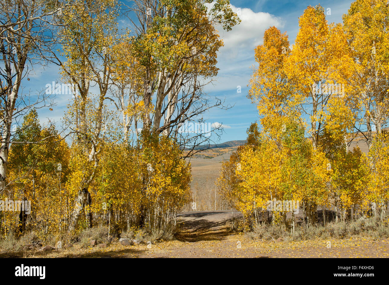 Autumn Foliage in Fish lake National Forest, Utah, USA Stock Photo - Alamy