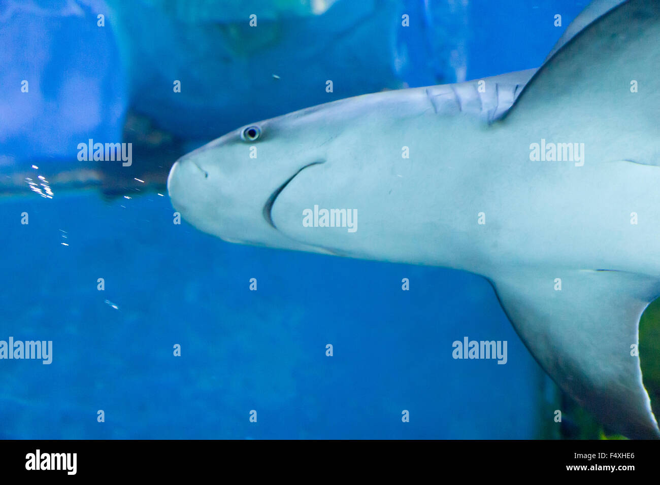 Carcharhinus carcharias hi-res stock photography and images - Alamy