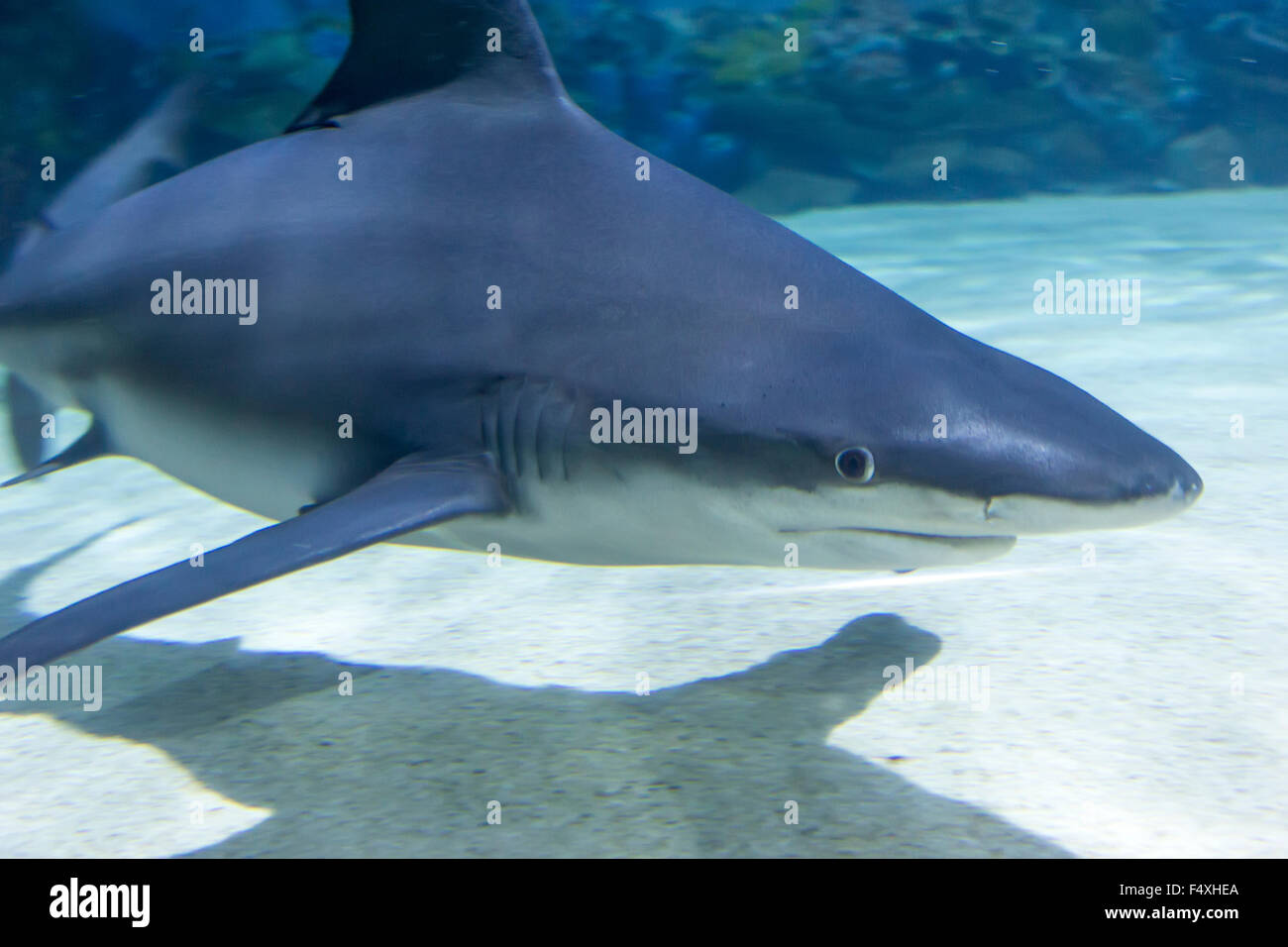 Carcharhinus carcharias hi-res stock photography and images - Alamy
