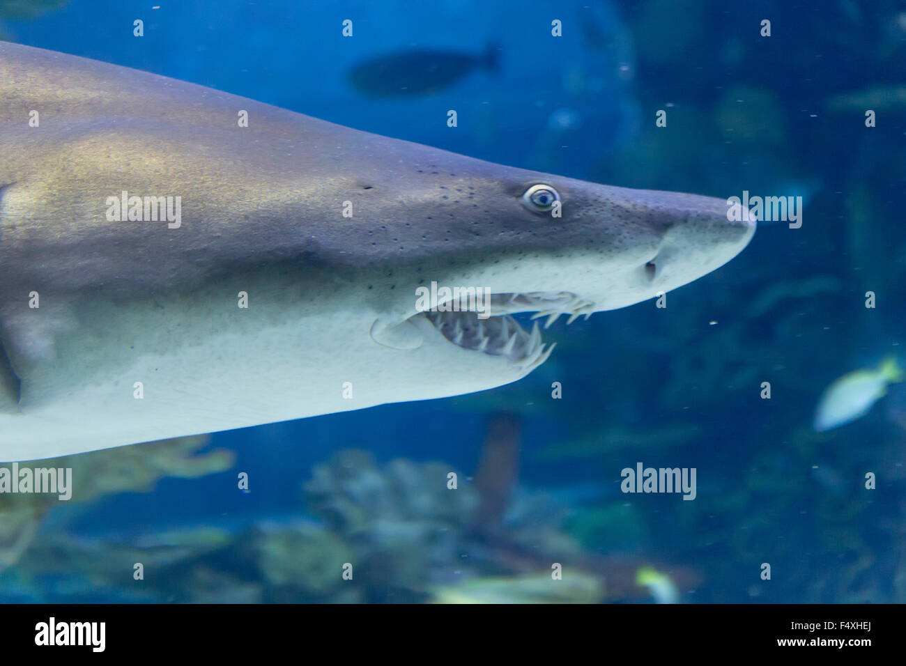Sand shark hi-res stock photography and images - Alamy