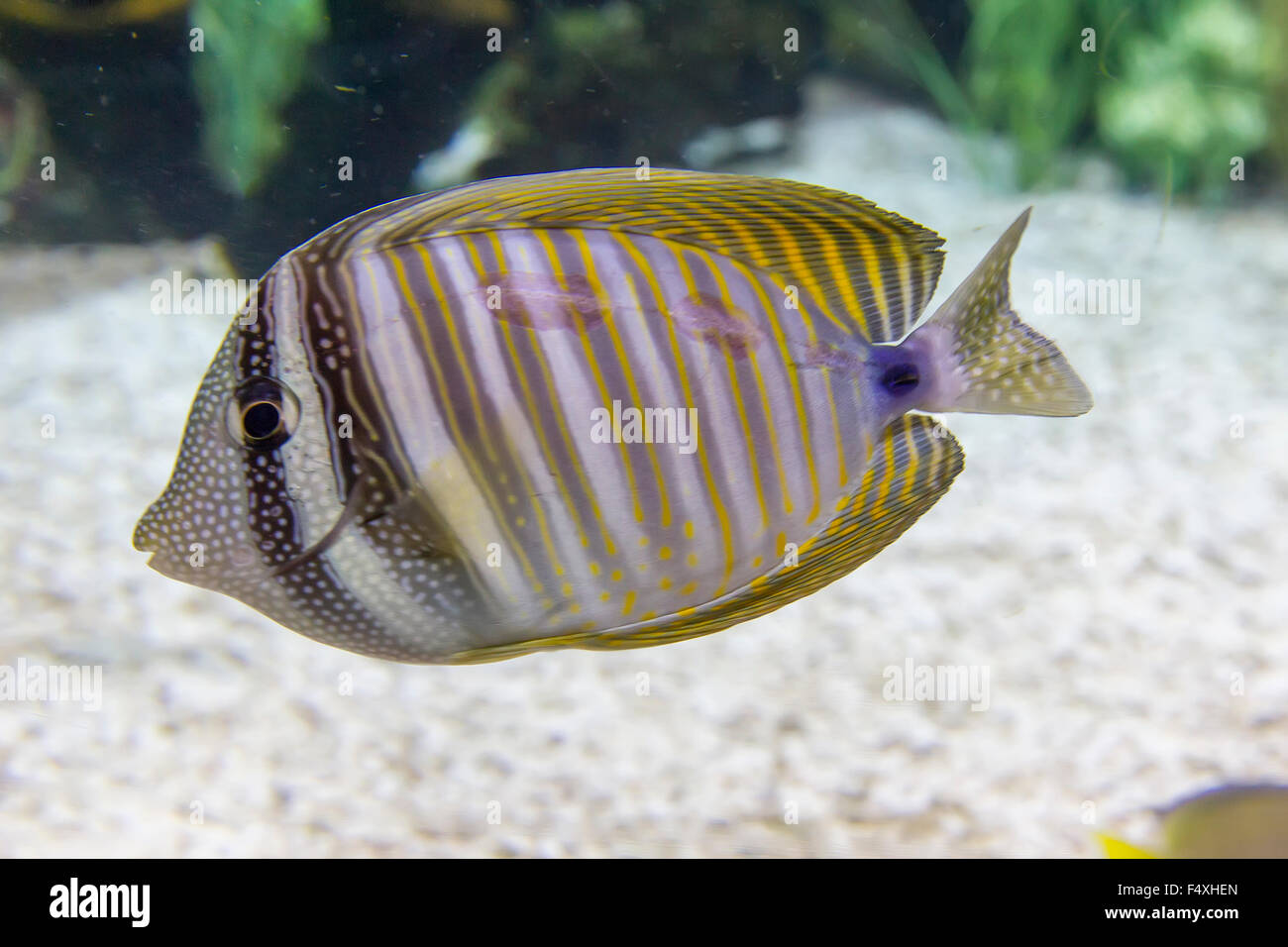 Pacific sailfin tang hi-res stock photography and images - Alamy