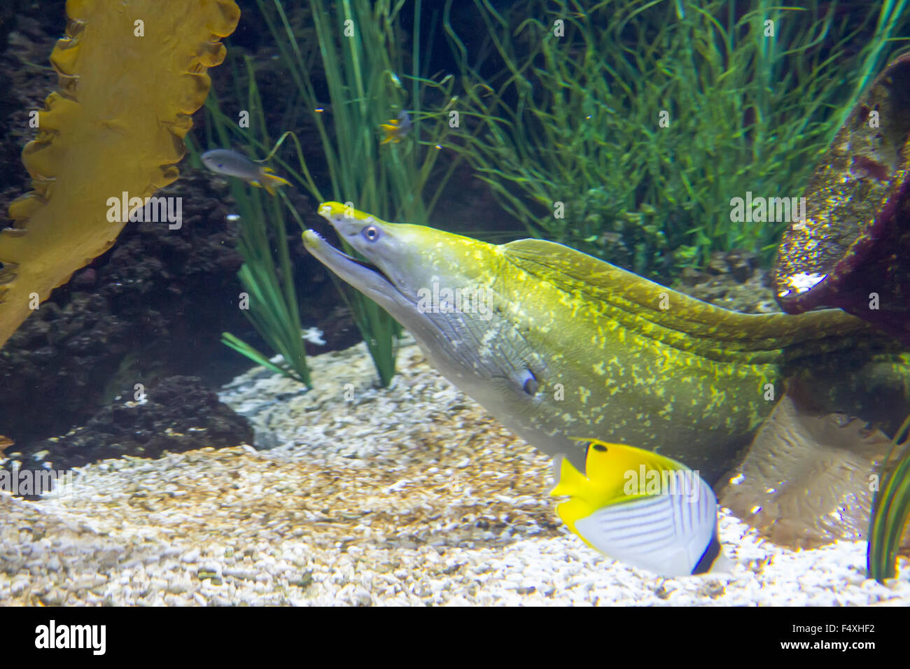 Dangerous moray hi-res stock photography and images - Alamy