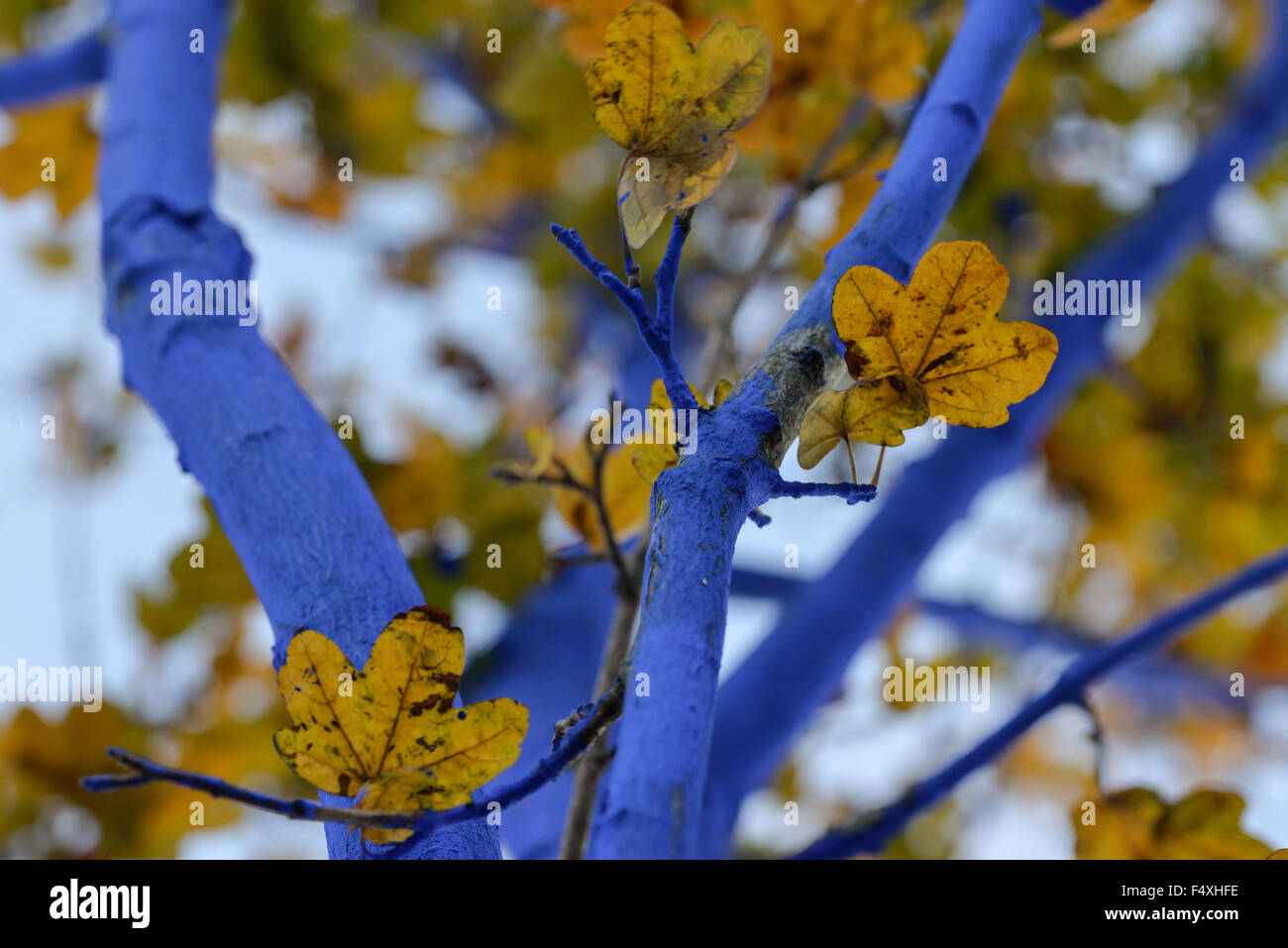 New Westminster, Canada. 23rd Oct, 2015. "The Blue Trees" can be seen ...