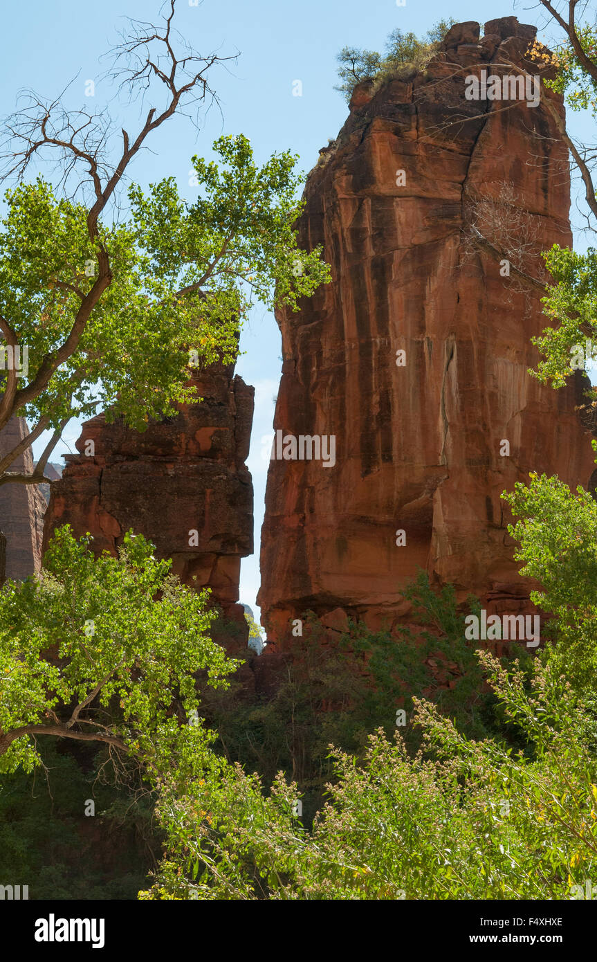 Temple of Sinawava, Zion NP, Utah, USA Stock Photo - Alamy