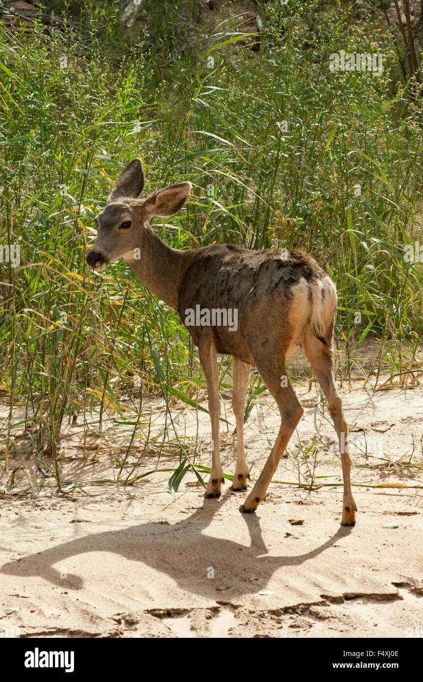 Mule Deer near the Grotto, Zion NP, Utah, USA Stock Photo - Alamy