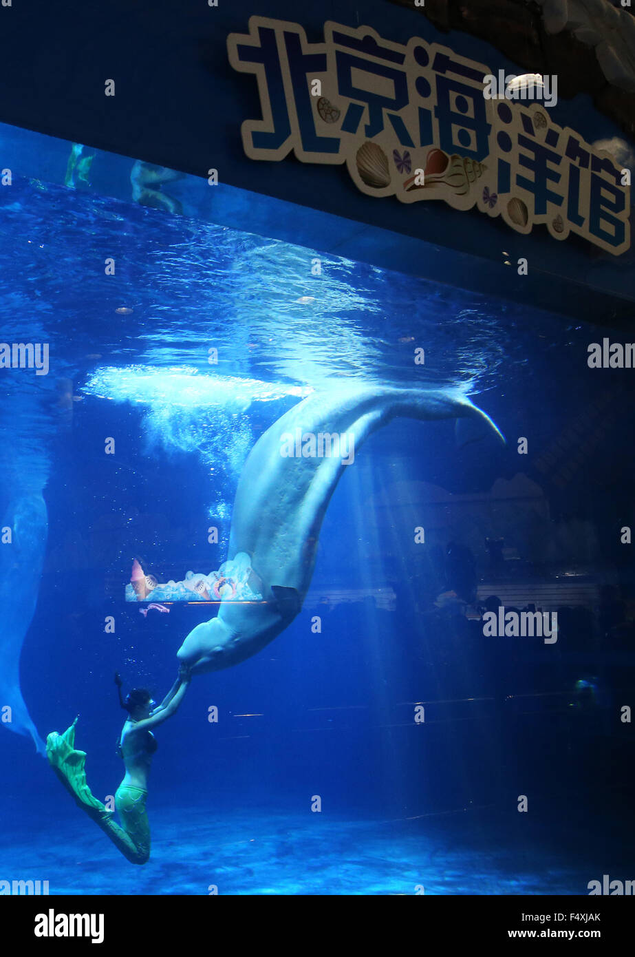 Beijing, China. 24th Oct, 2015. A diver dressed as a mermaid interacts ...