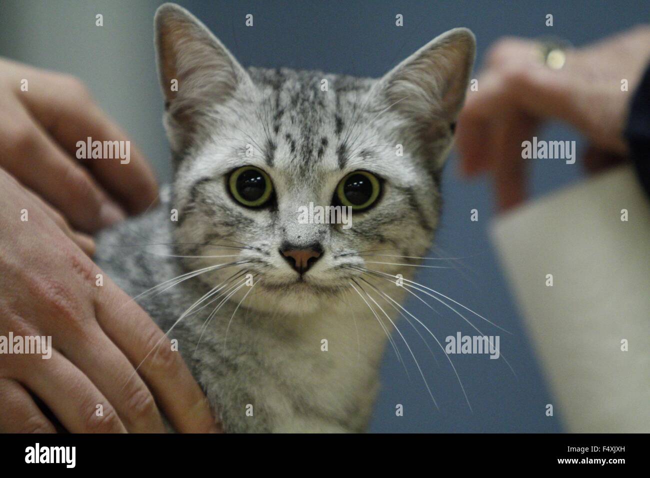 Birmingham, UK. 24th Oct, 2015. 39th Supreme Cat Show held at the NEC ...