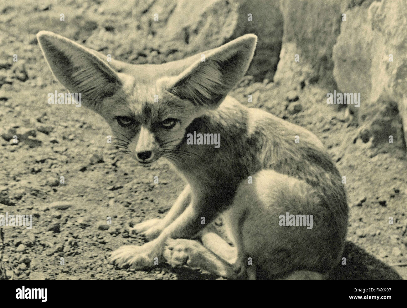 Fox In Peruvian Desert