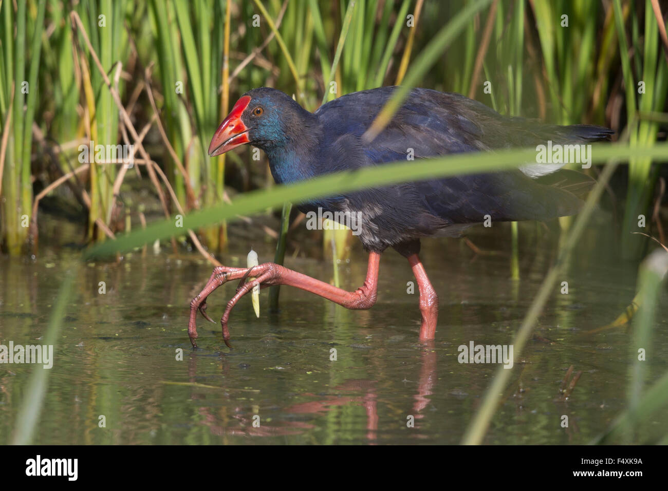 Purple Swamp-hen in Andalucia Stock Photo - Alamy