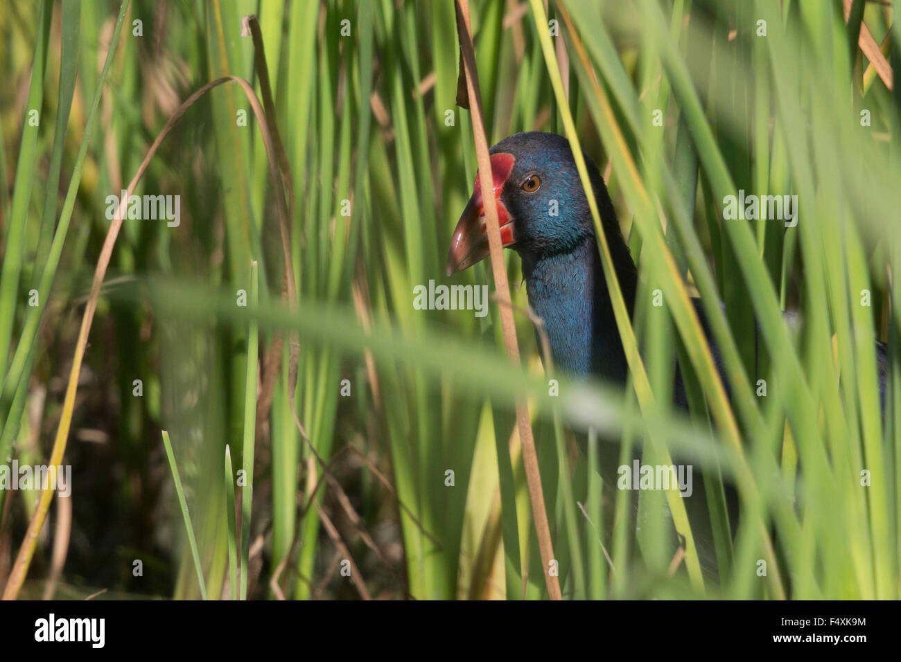 Purple Swamp-hen in Andalucia Stock Photo - Alamy