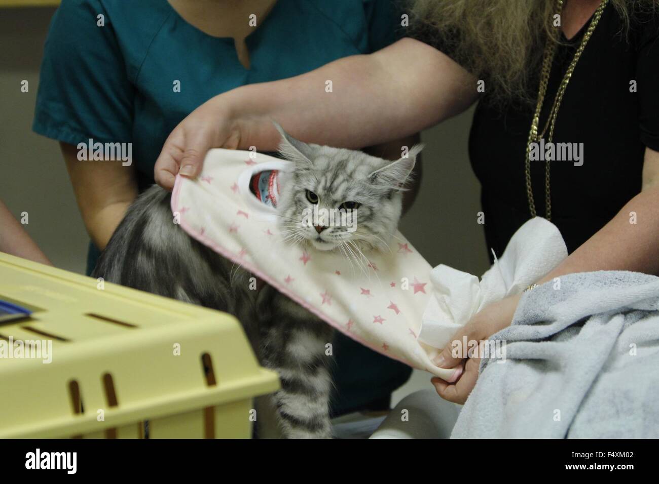Birmingham, UK. 24th Oct, 2015. 39th Supreme Cat Show held at the NEC ...