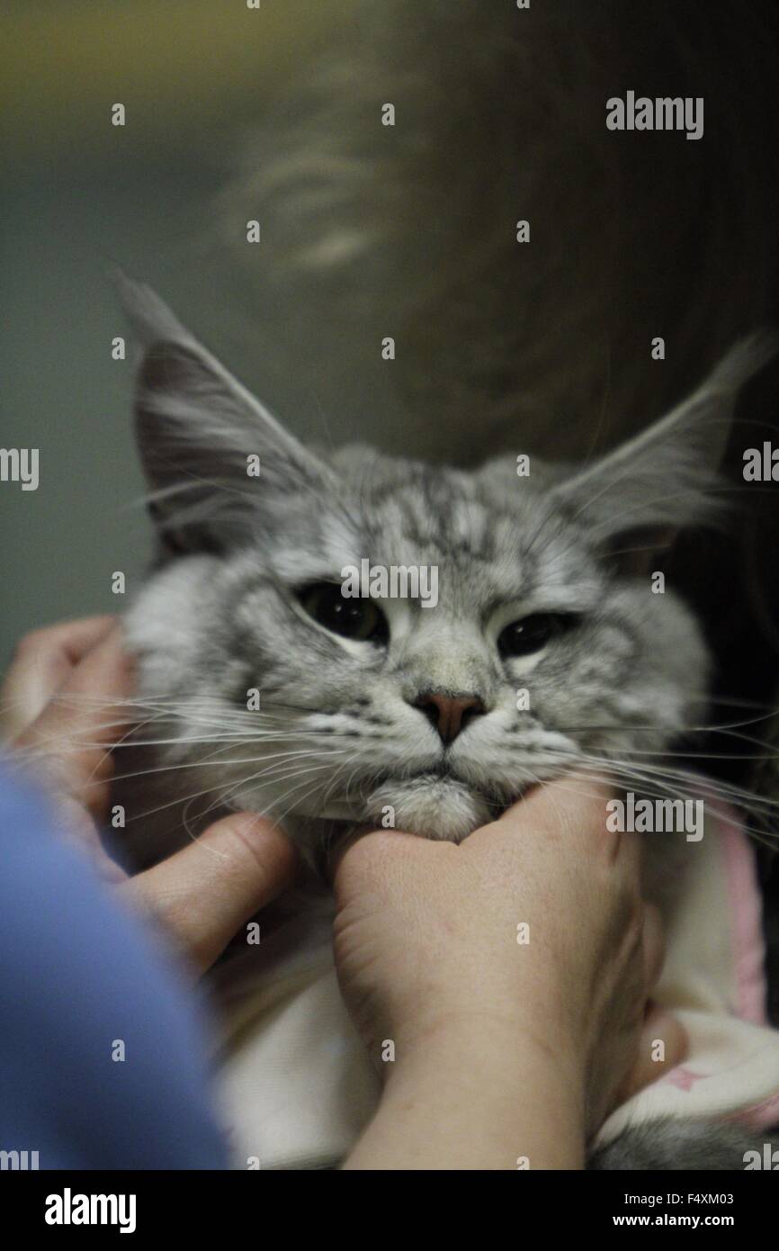 Birmingham, UK. 24th Oct, 2015. 39th Supreme Cat Show held at the NEC ...