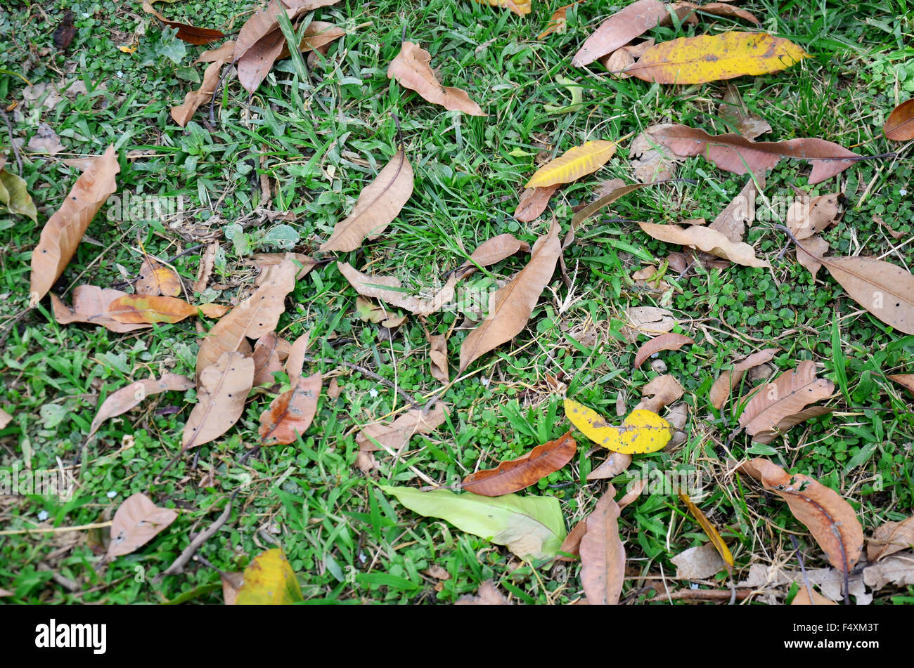 Grass and leaf background on floor in garden Stock Photo - Alamy