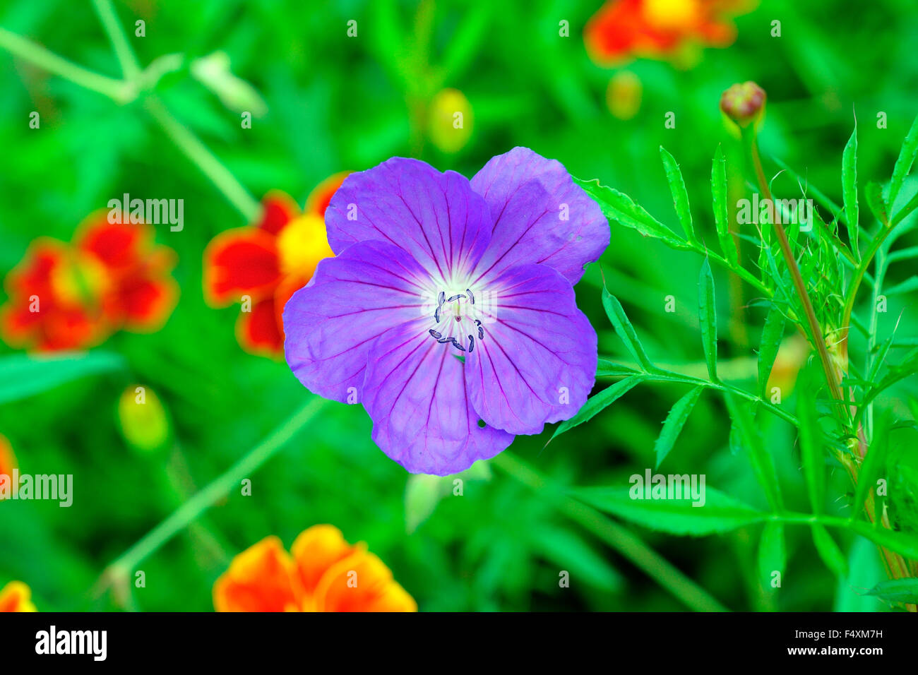 Geranium plant roots flower hi-res stock photography and images - Alamy
