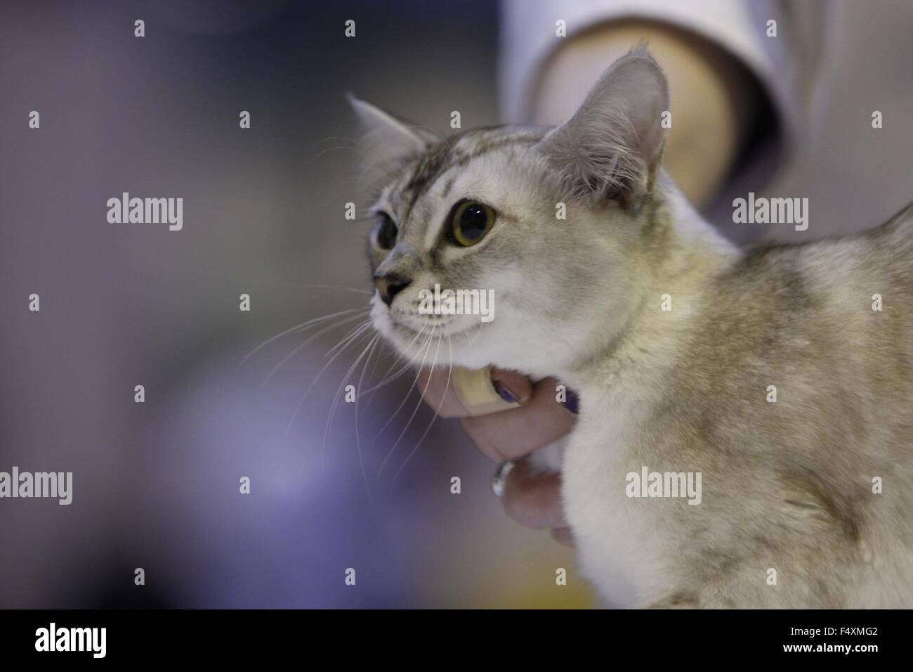 Birmingham, UK. 24th Oct, 2015. 39th Supreme Cat Show held at the NEC ...